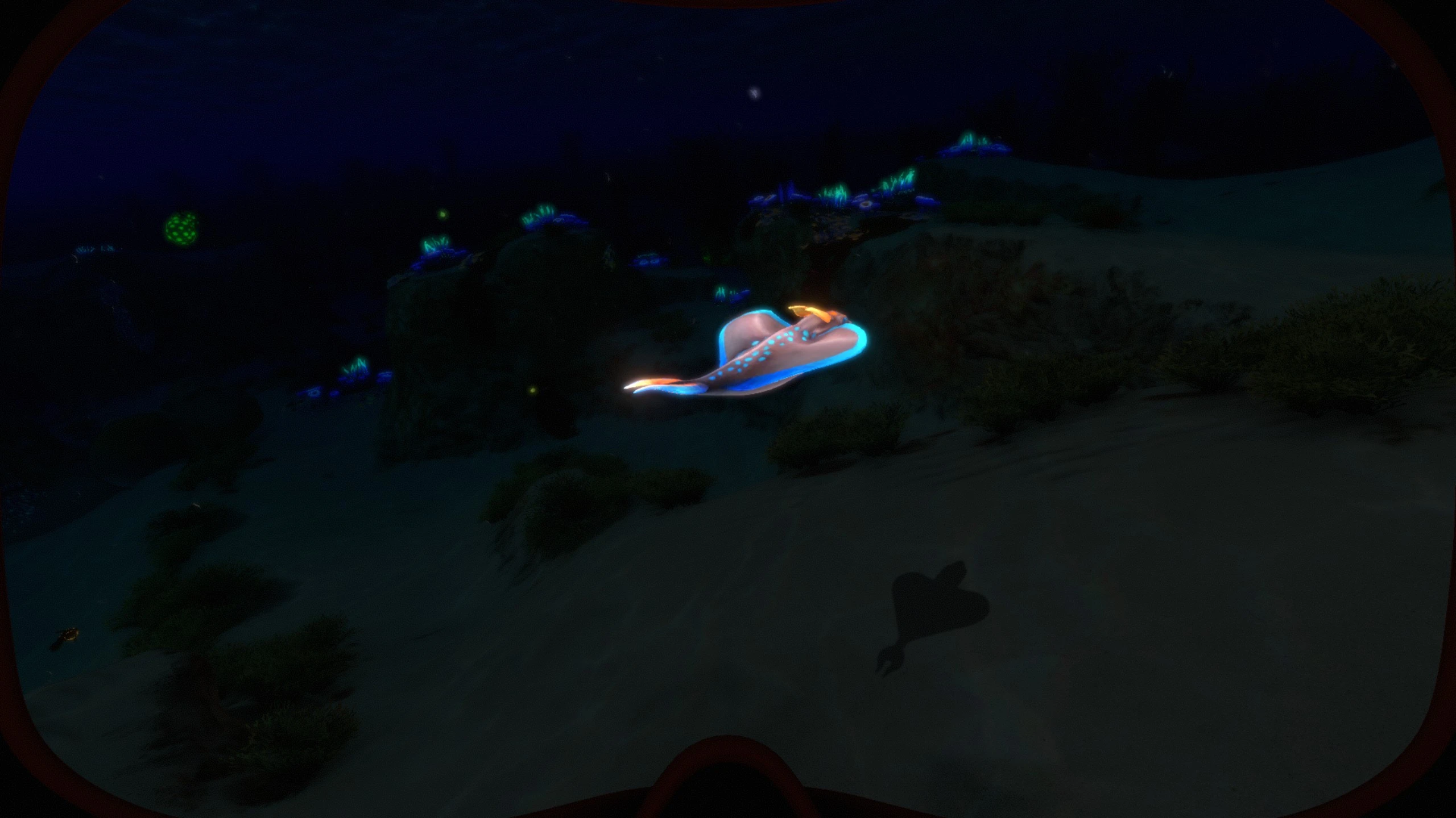 Shiny Rabbit Ray?????? | Fandom