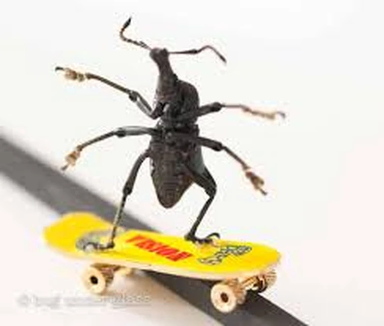 Guys I love skater-beetle sos much | Fandom