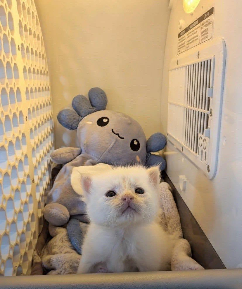 My shayla left | Fandom