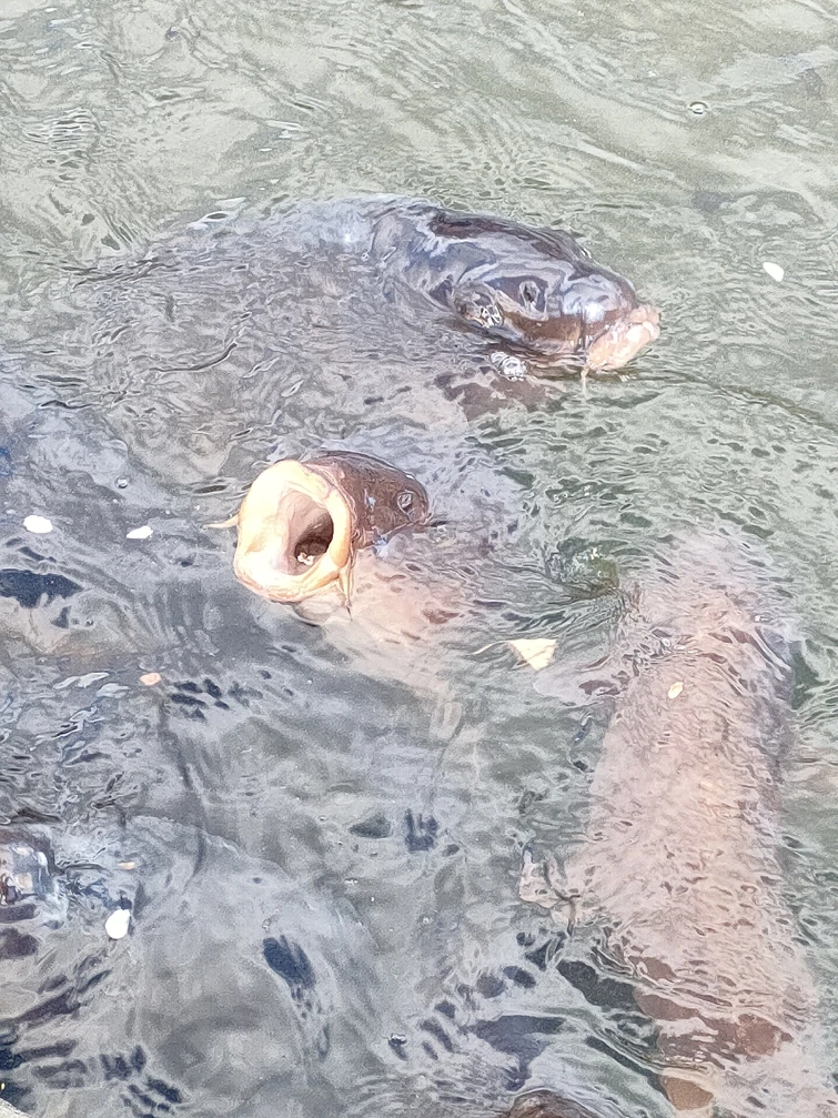 silly fish i saw | Fandom