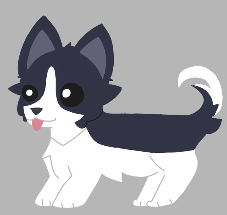 Border Collie Doodle | Fandom