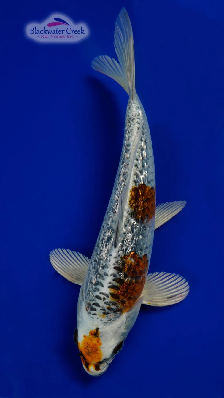 Who would offer for some Koi-based SeaWings? | Fandom