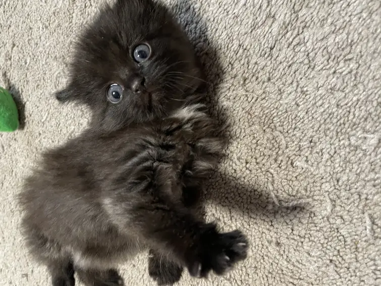 May I present to you, the head of the Tiny Cat Coven | Fandom