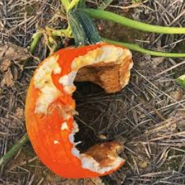 Breaking news: Pumpkin Judge found eaten | Fandom