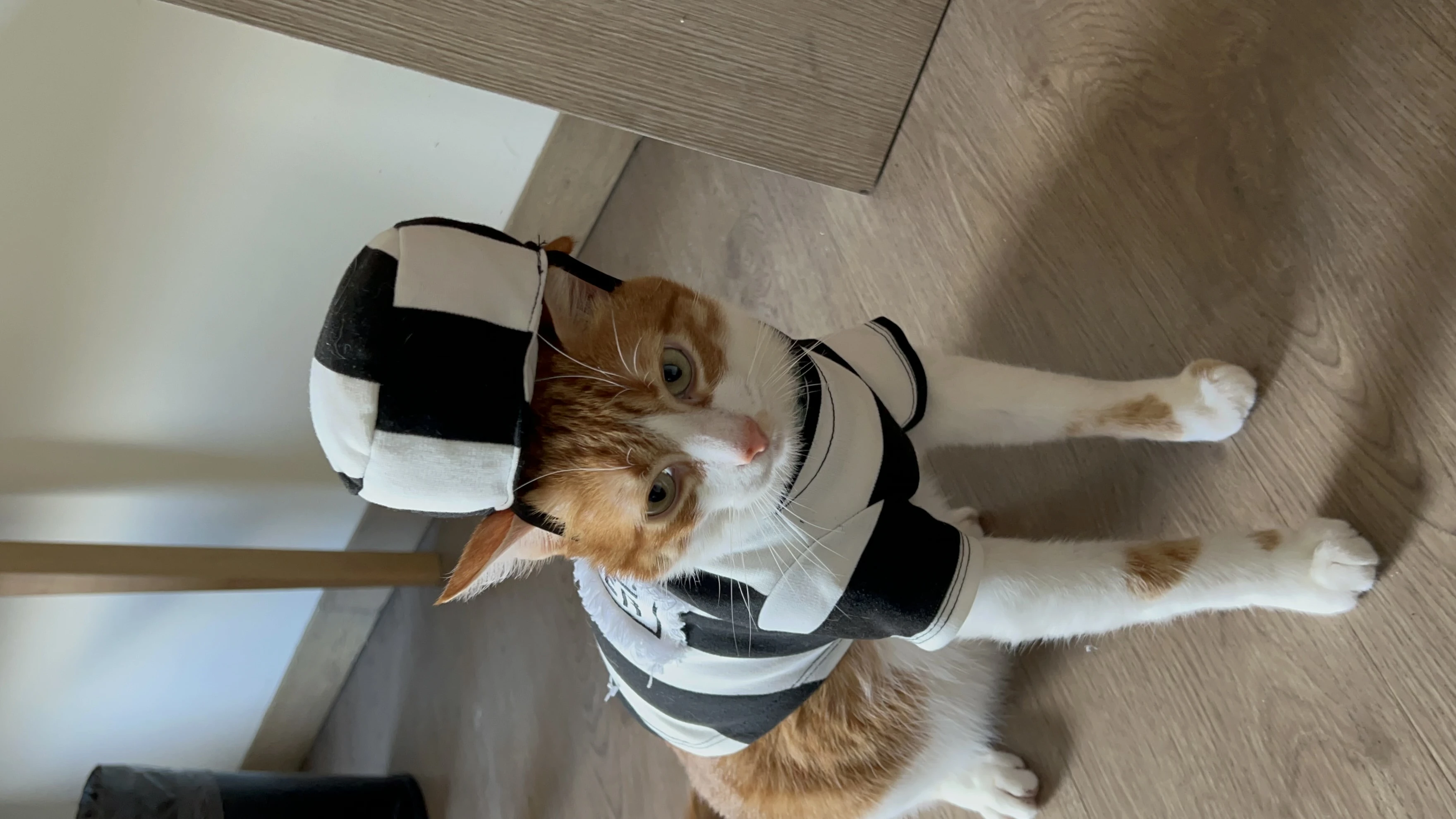 There should be holidays for glaggles | Fandom