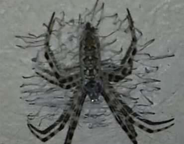 What entity would you make extinct? #6 | Fandom