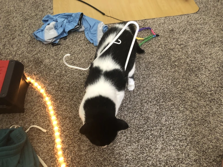 HANGER KAT | Fandom