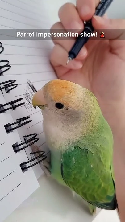 Parrots are goofy asl | Fandom