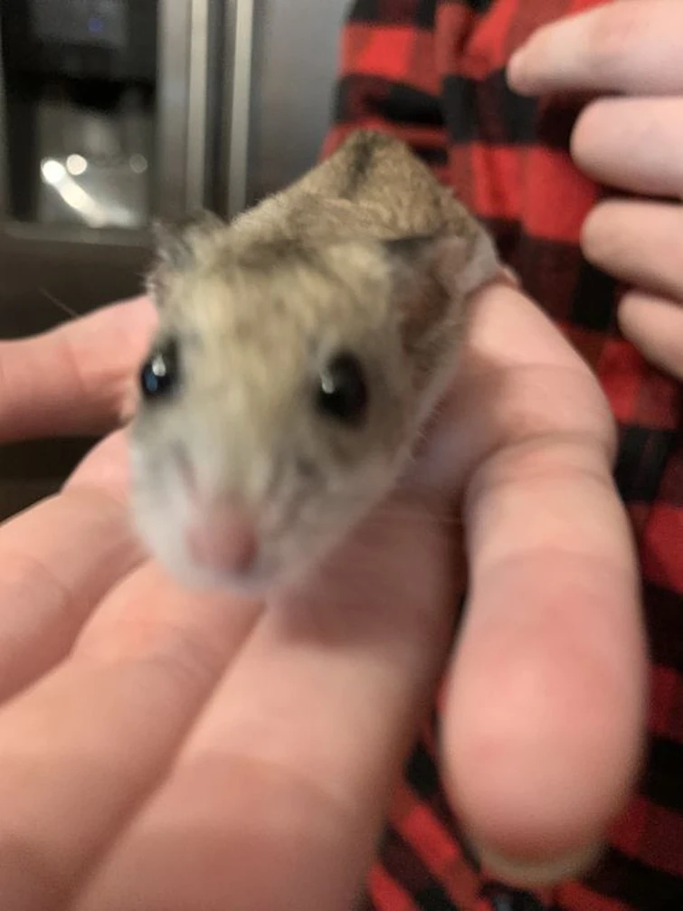 My ham name Squeaky :D | Fandom