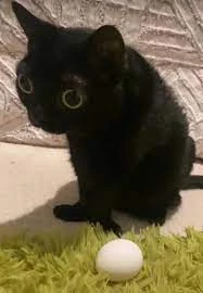 guys, we have to talk about jinx | Fandom