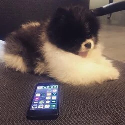 Omg I just found Oreo irl 🥰 | Fandom