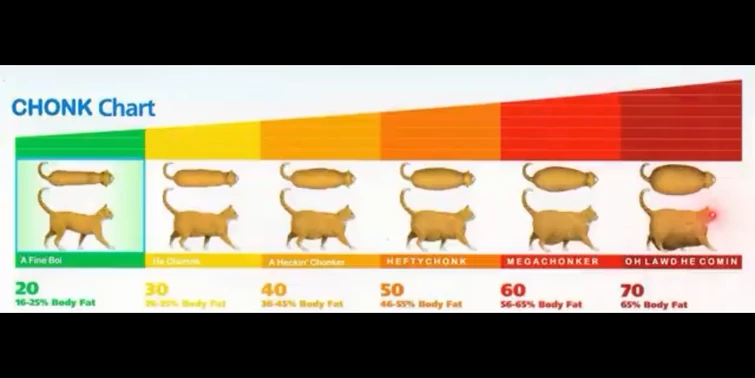 The CHONK Chart | Fandom