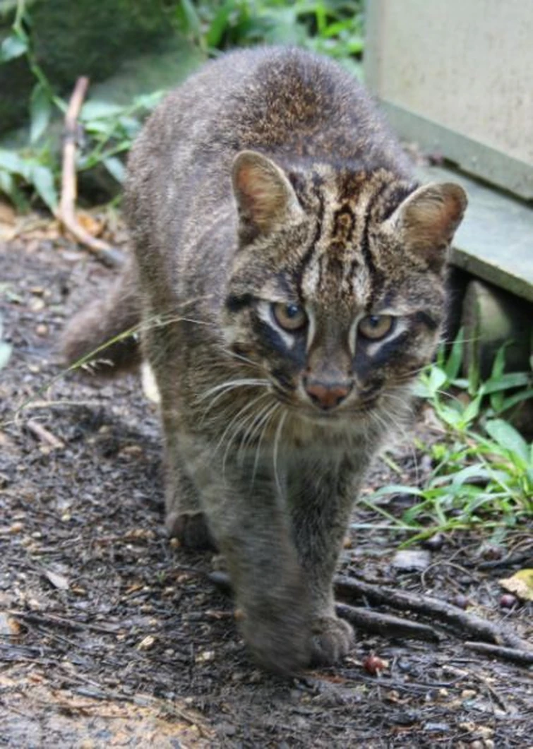 Wonderful PreCure has a cat Precure. About cats and Japanese culture ...