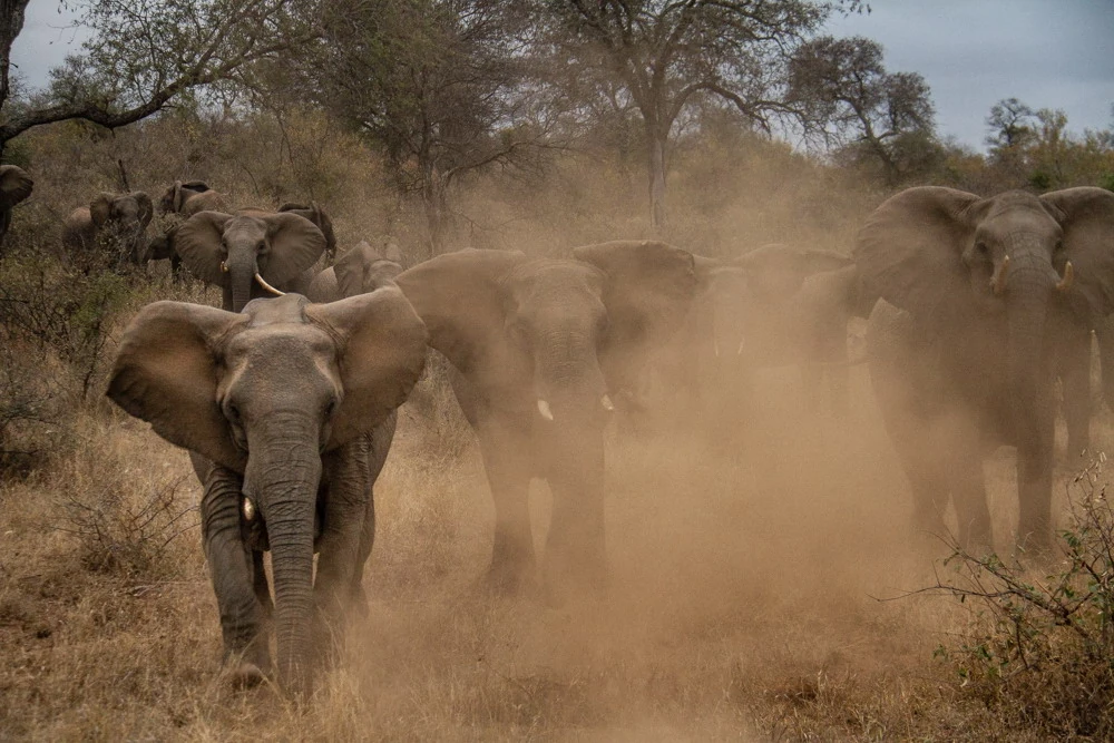 T.rex vs Palaeoloxodon Namadicus essay! | Fandom