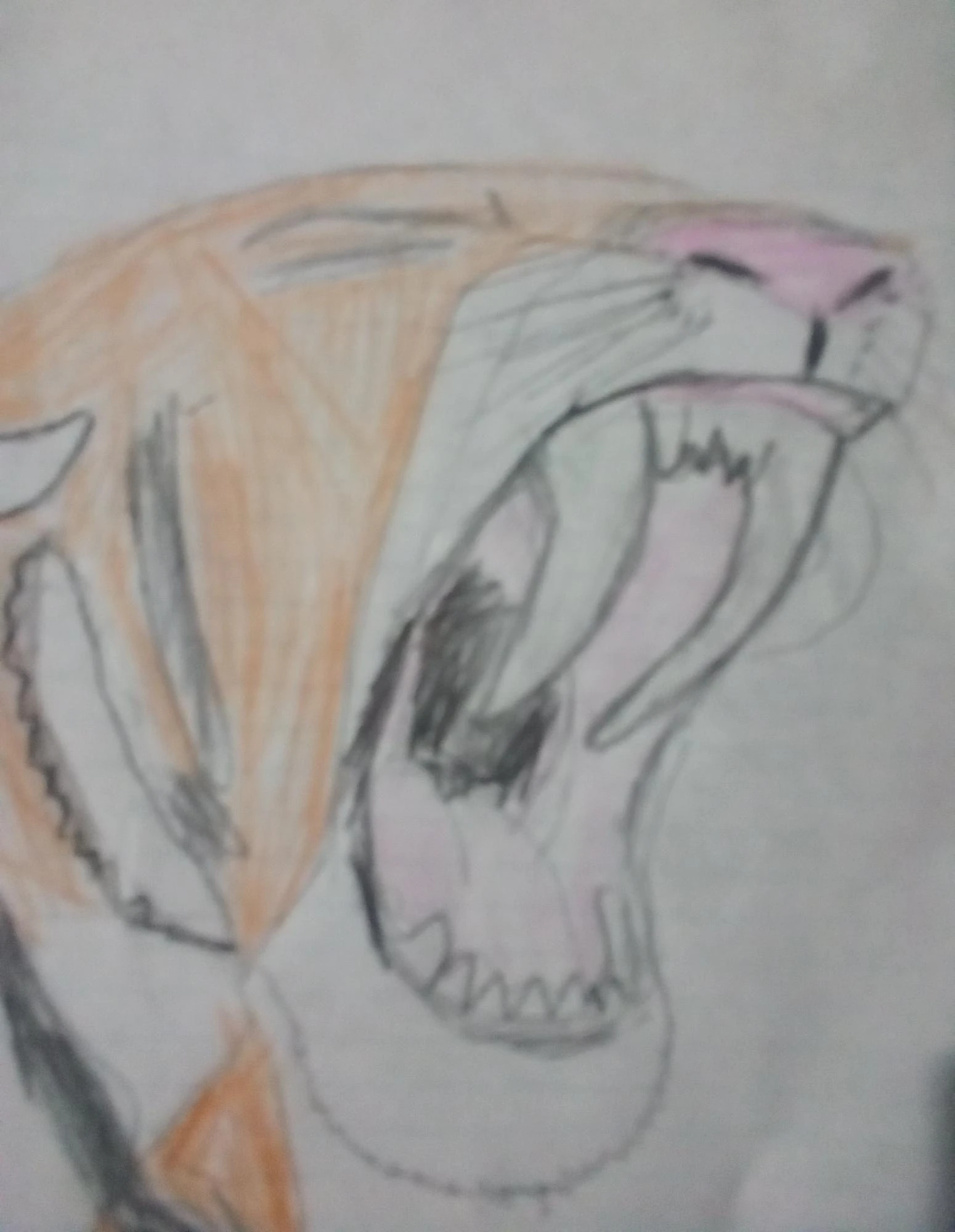My smilodon drawing | Fandom