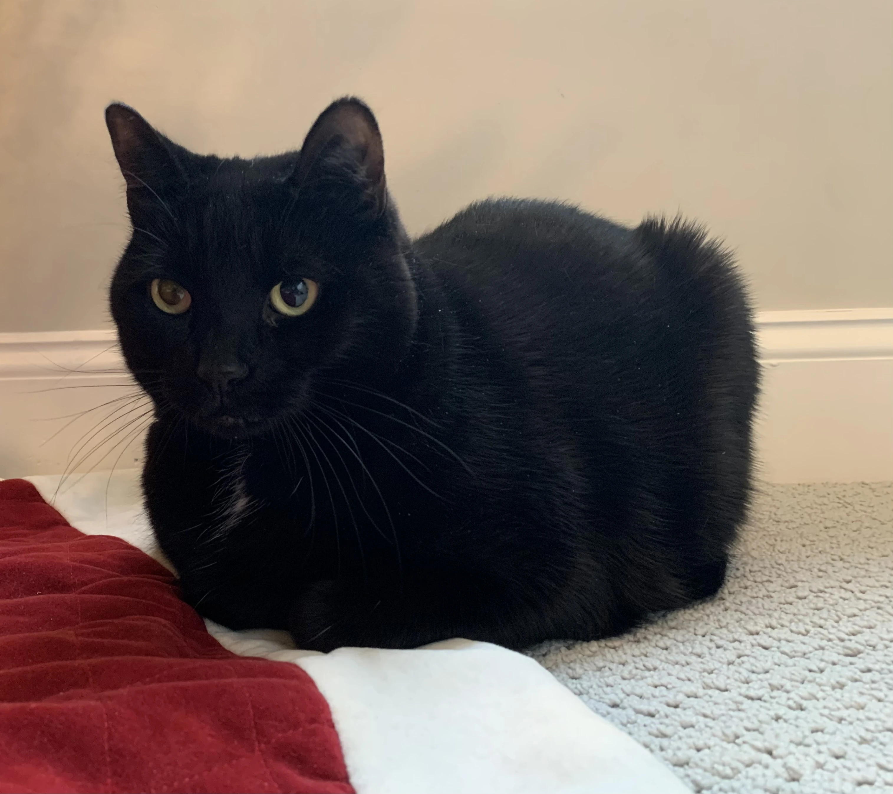 Chat rate my caet | Fandom