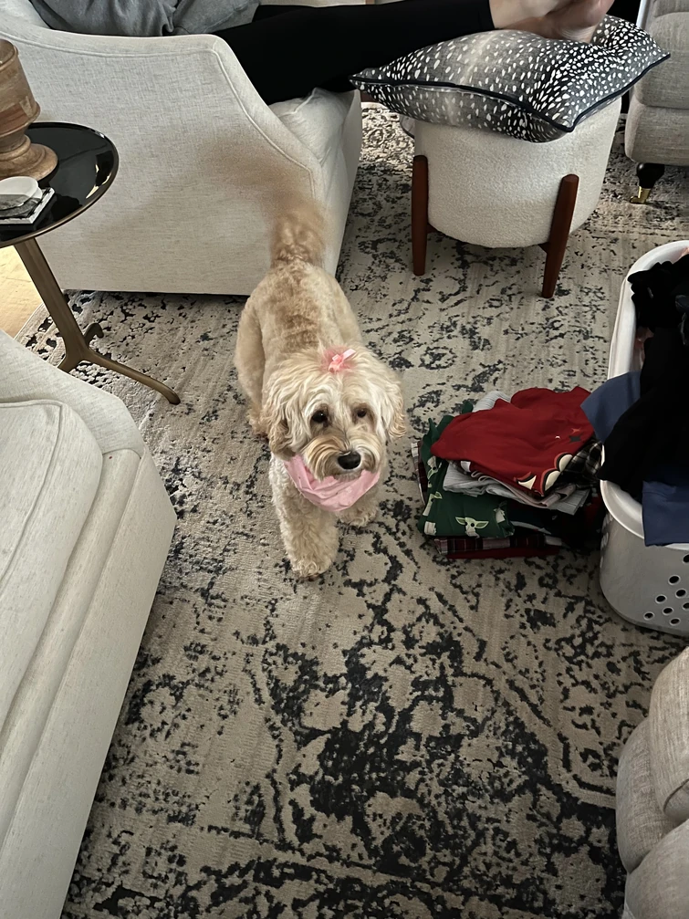 EVERYONE SHUT UP AND APPRECIATE MY DOGGO | Fandom