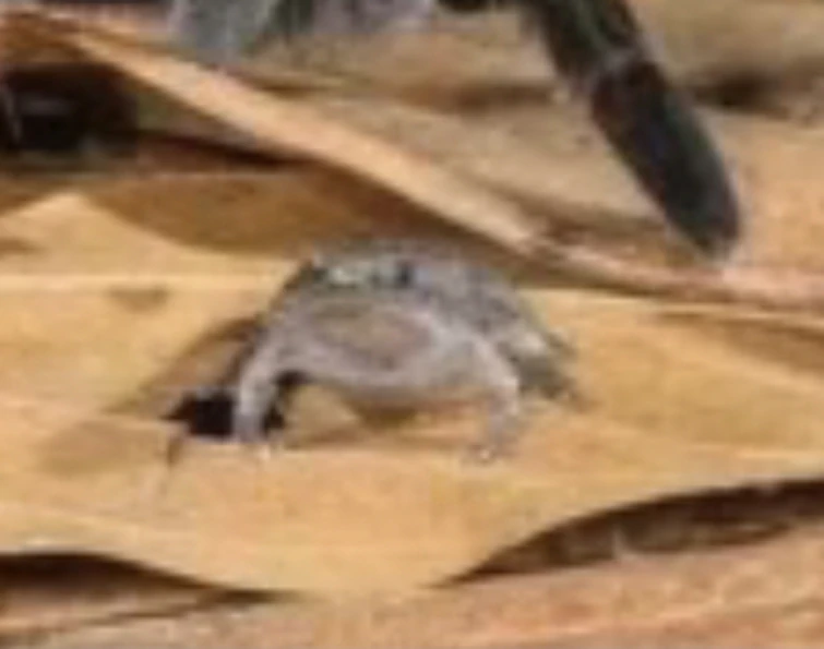 včelas frogs | Fandom