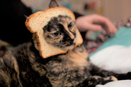y’all ever played bread kittens | Fandom