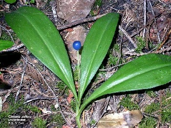 Queen's Cup Lily | Fandom