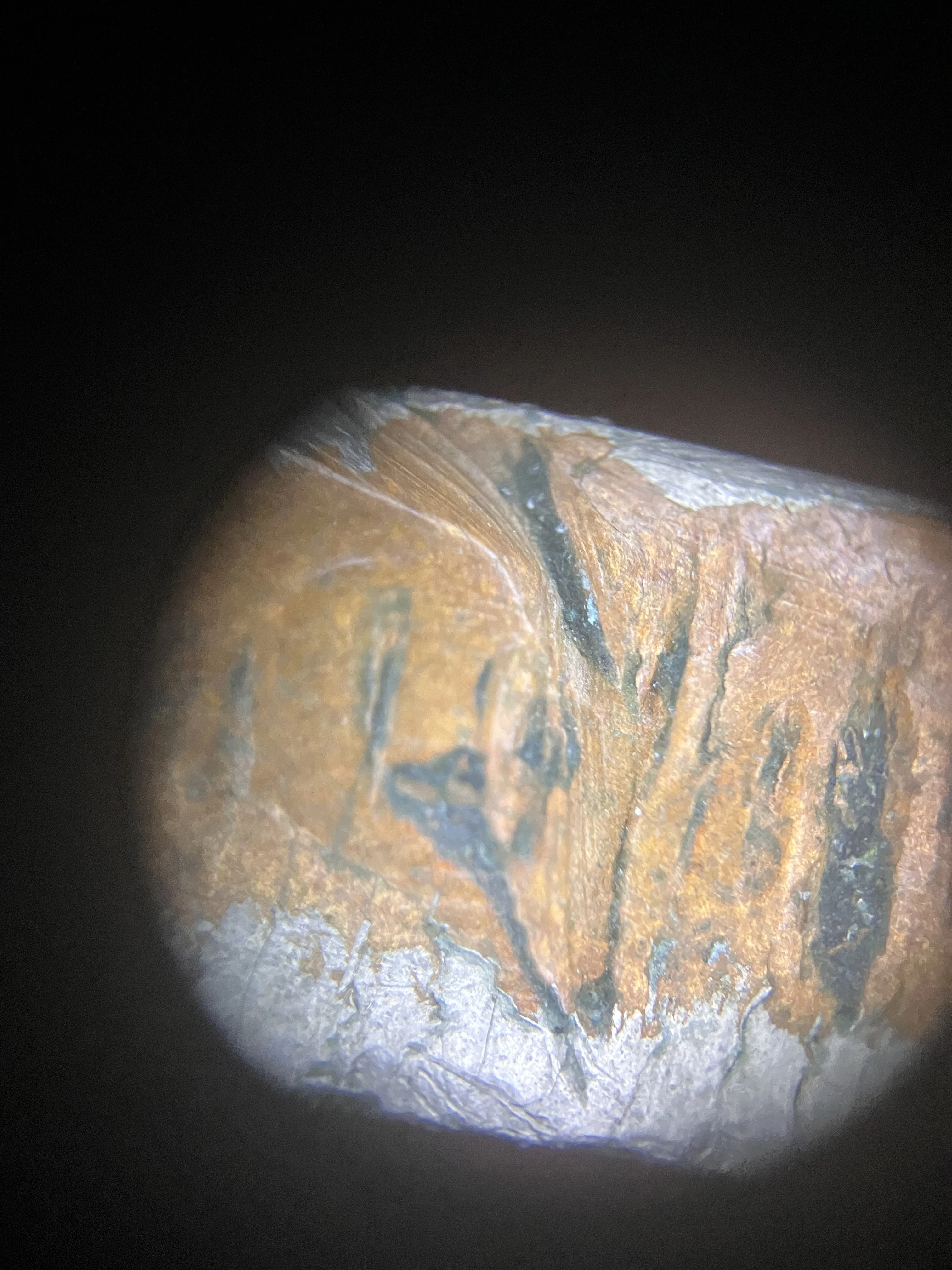 guess the object from a microscope view | Fandom
