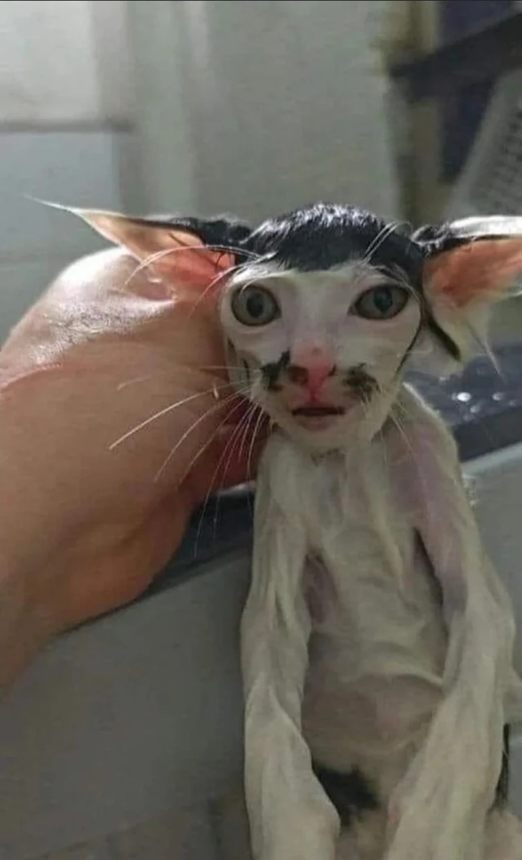 you thought Shadblox was the only one who got Shimo (and i guess Crata Peretina)? | Fandom