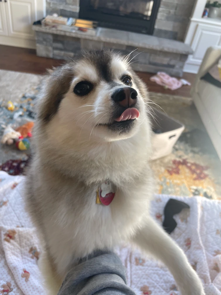 Fanmade Prodigy Pet! | Fandom