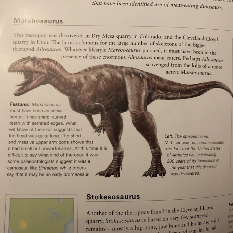 Is Marshosaurus an allosauroid? | Fandom