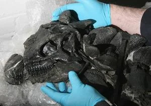 Dinopedia figures out how this died | Fandom