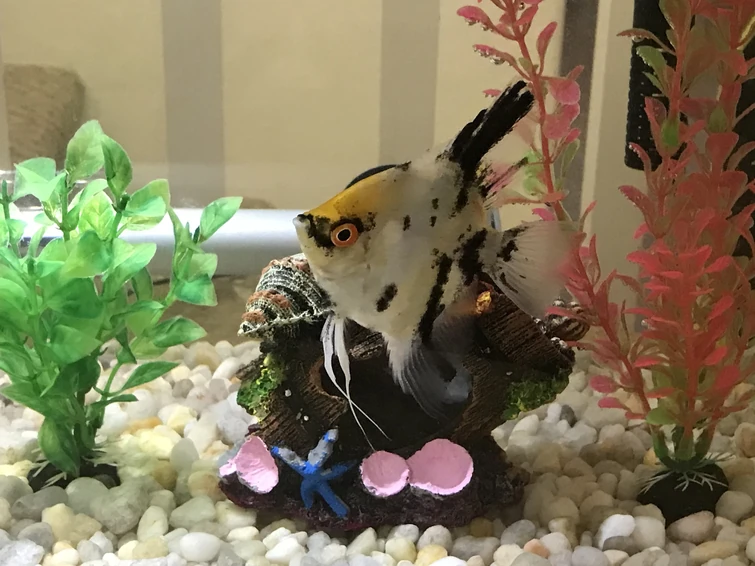 Drawing your irl pets into concept creatures! | Fandom