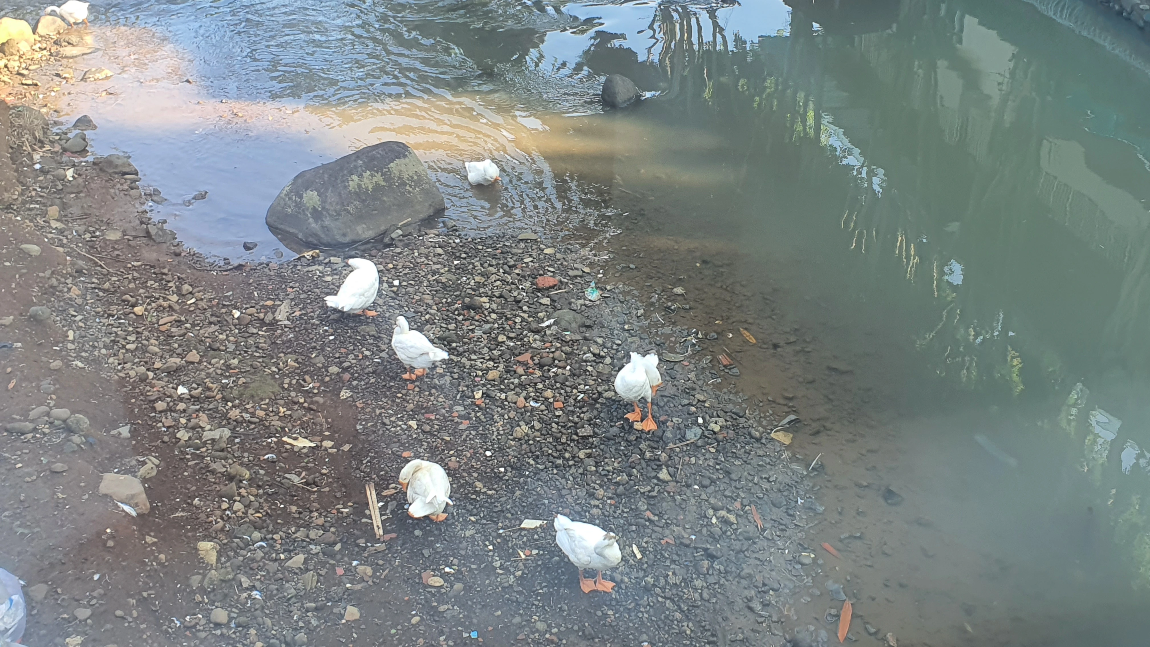 ducks | Fandom
