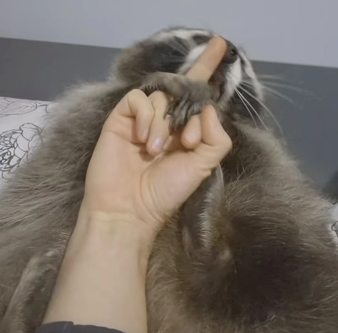 Hhhhhhh silly raccoons | Fandom