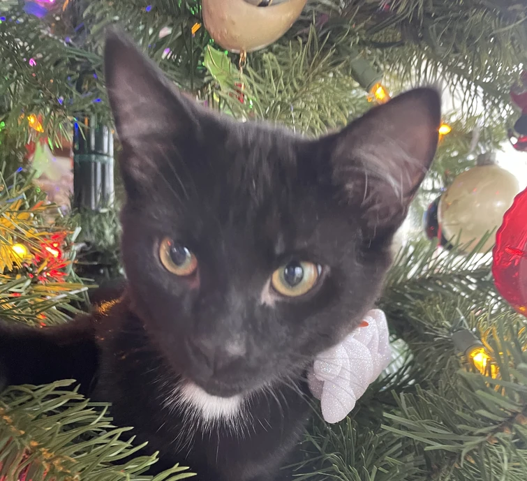 This is a wiki alright… | Fandom