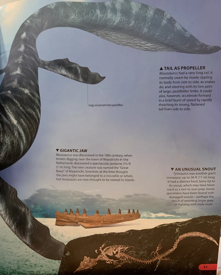 Giant Mosasaur Size