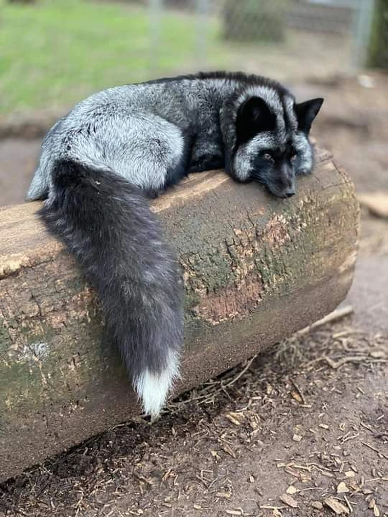 silver fox noises silver fox noises silver fox noises silver fox noises ...
