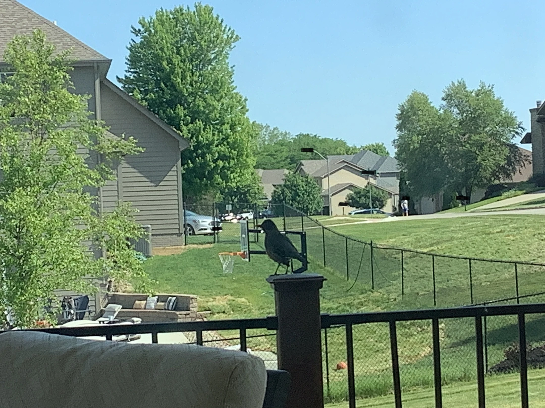 Bird. | Fandom