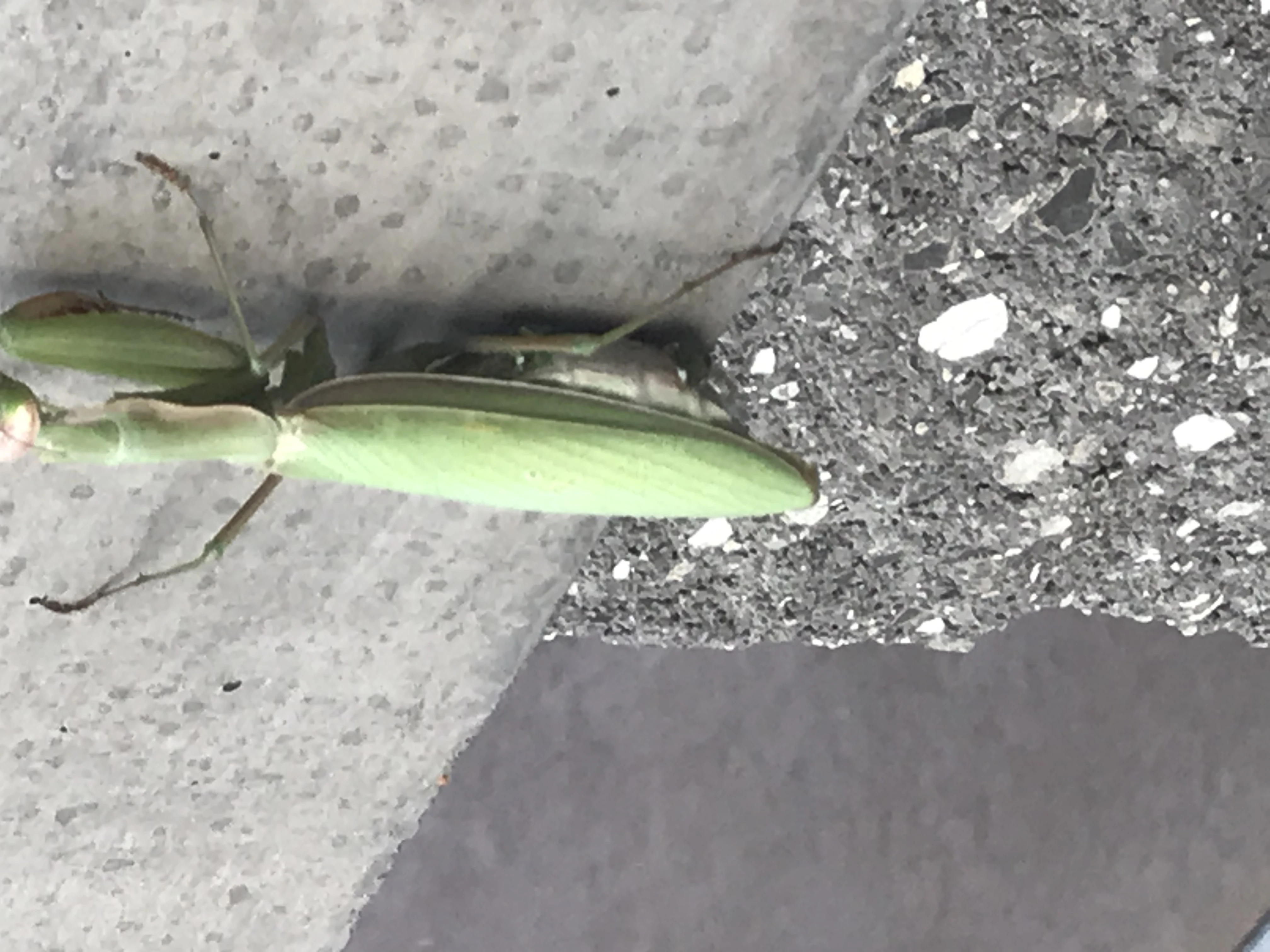 Praying Mantis infection | Fandom