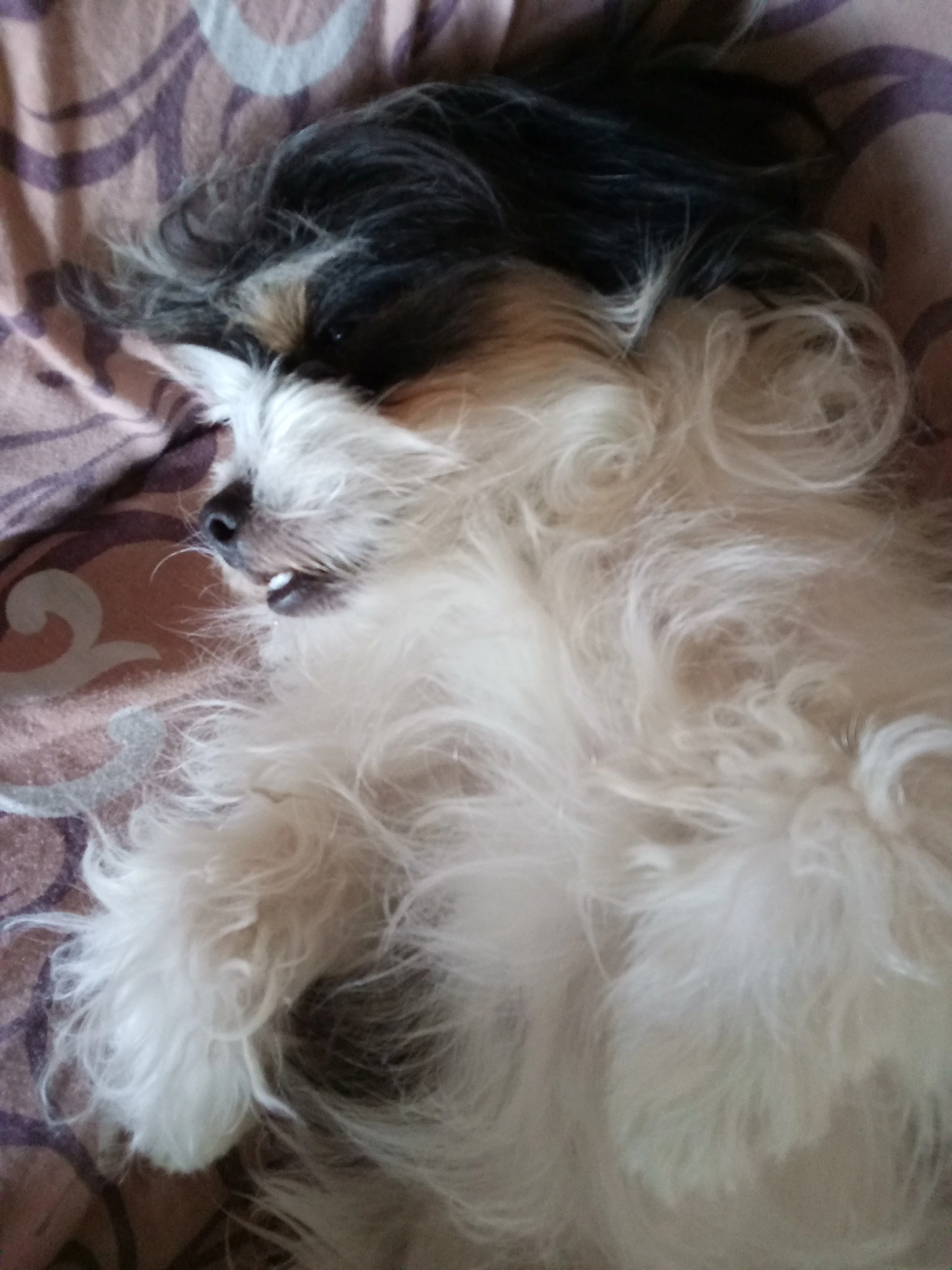 This is ma dog, Oso | Fandom