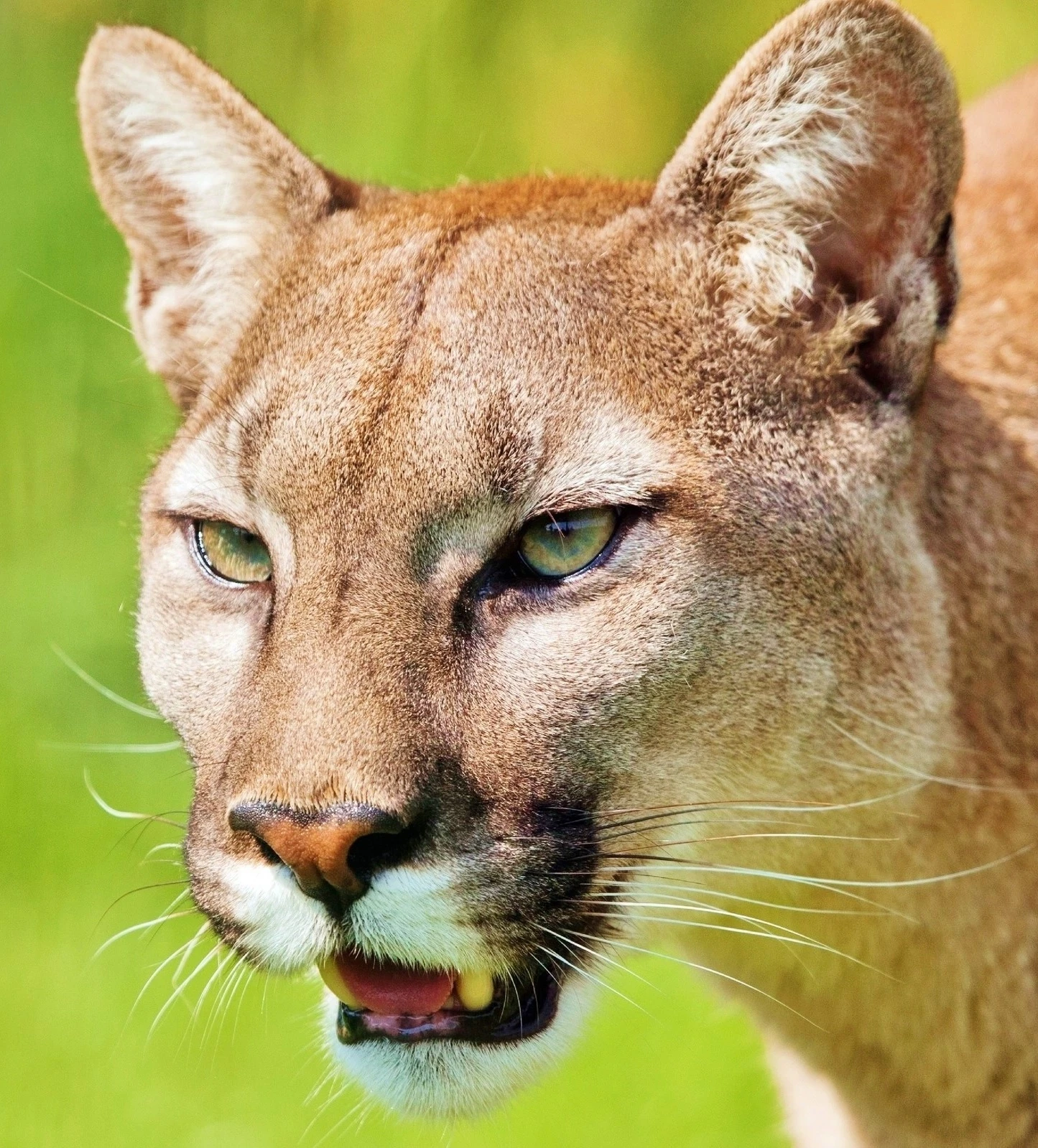 Carag oder Mia? | Fandom