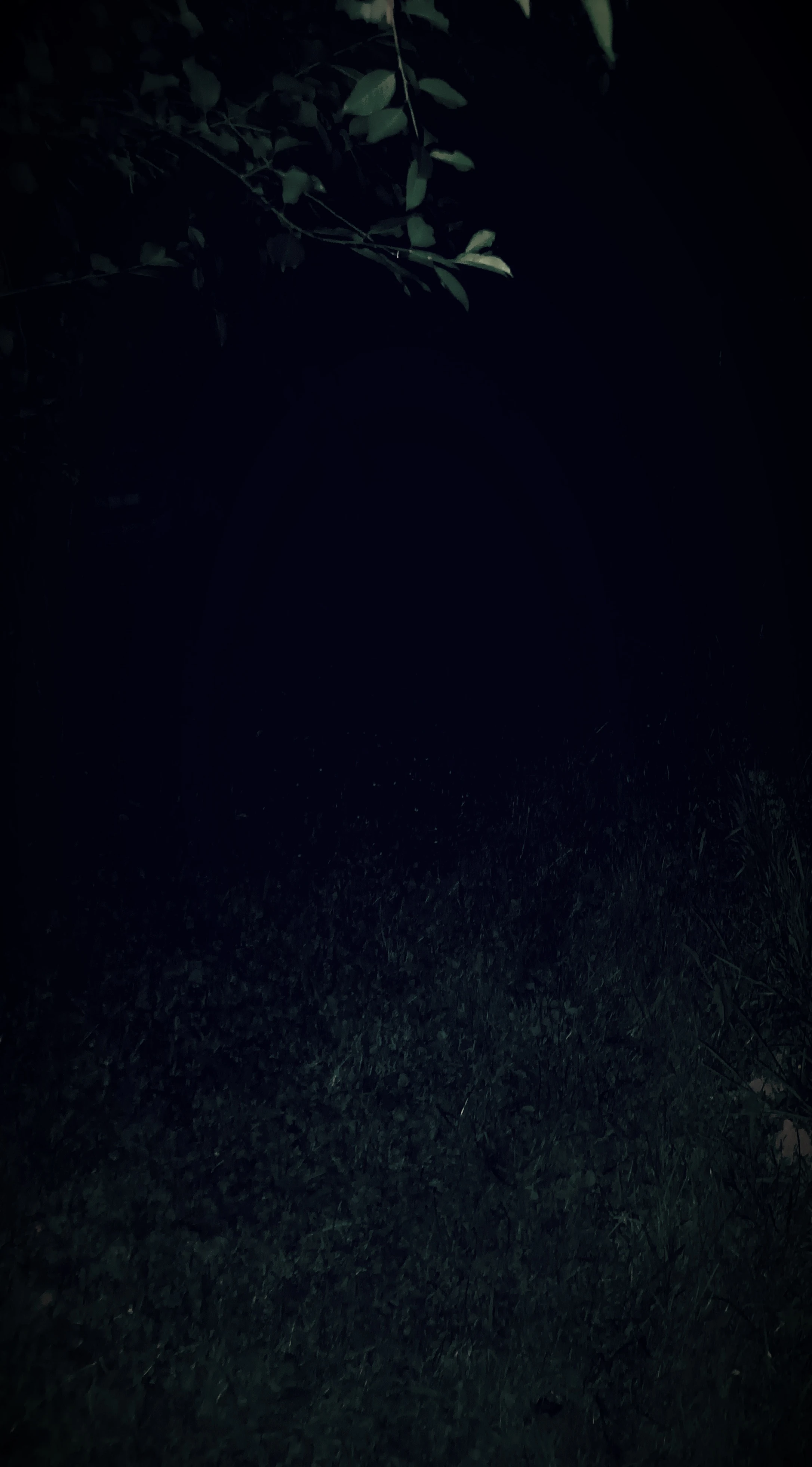 Pov: Nigth in a Lacertan forest | Fandom