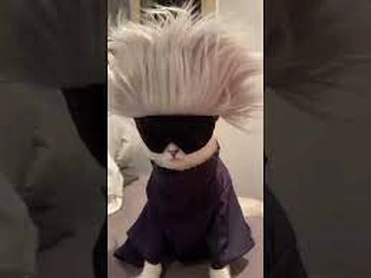 Finally i got gojo cat | Fandom