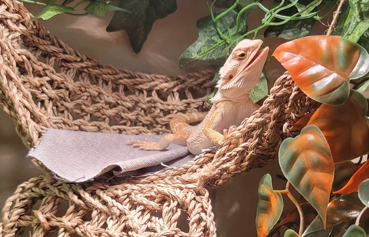 My irl dragon >:) | Fandom