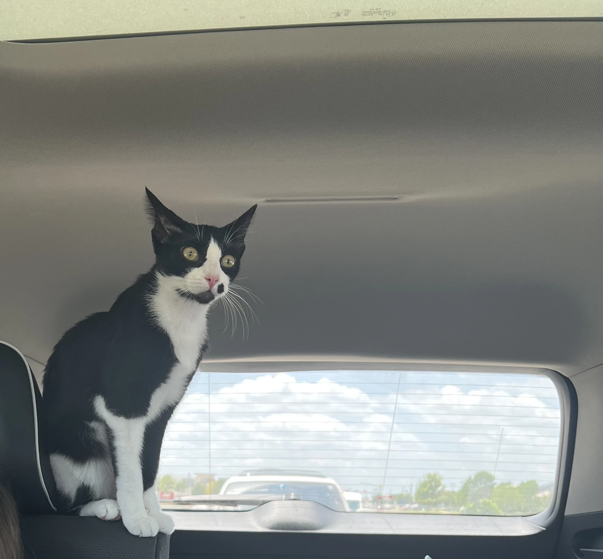 *NEW* Daily Cat Image #028 | Fandom