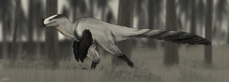 Dromaeosaurus drawing | Fandom