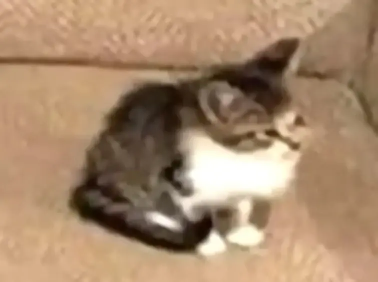 Ranger rework | Fandom