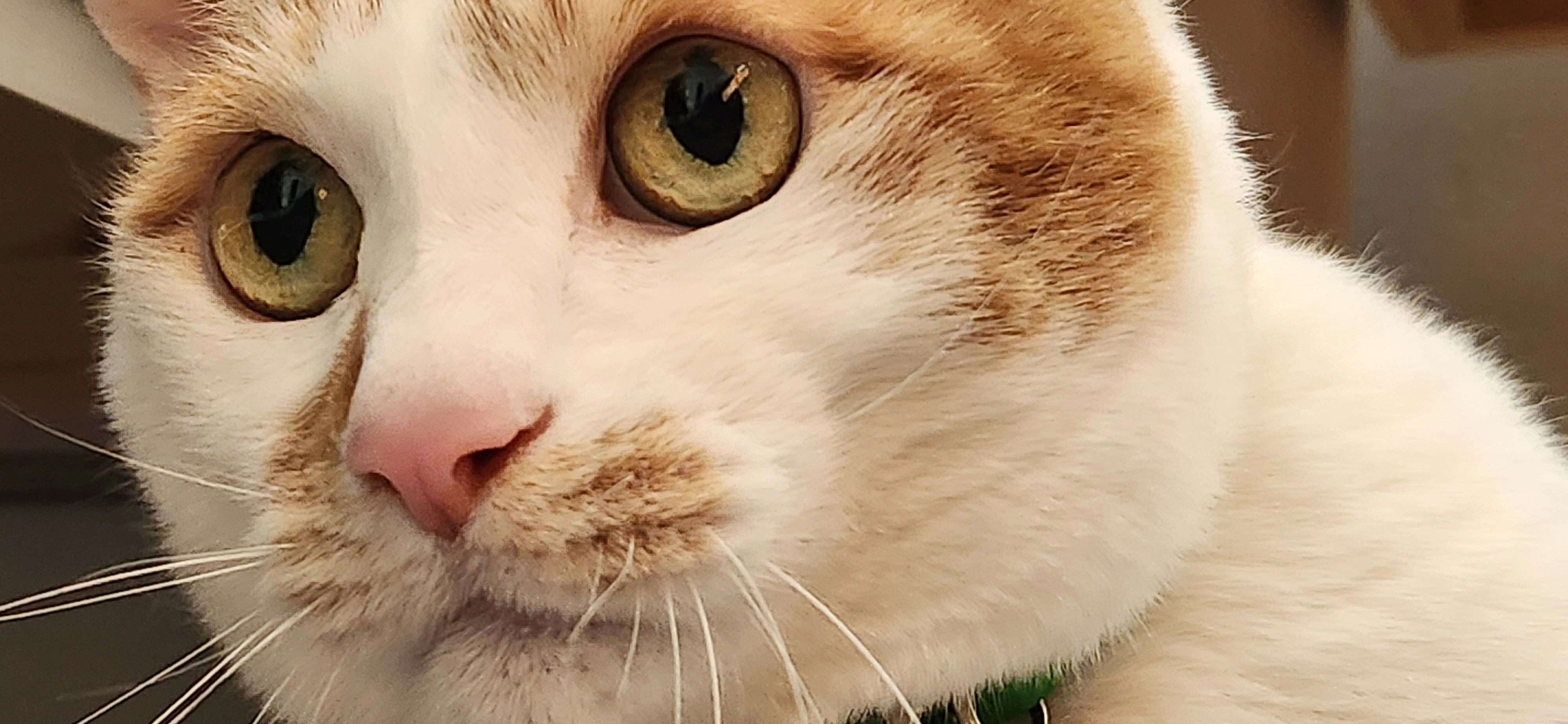 Alright chat we gotta lock in | Fandom