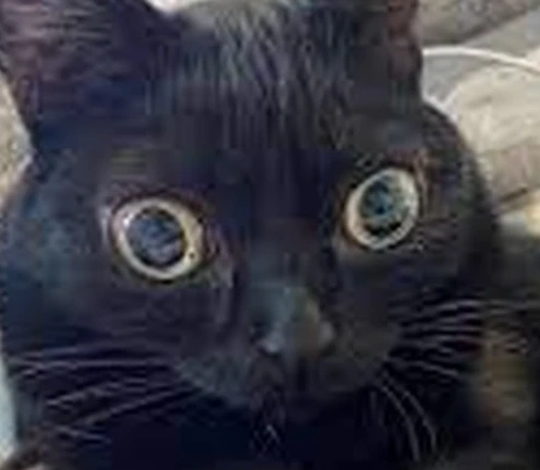 face revial | Fandom