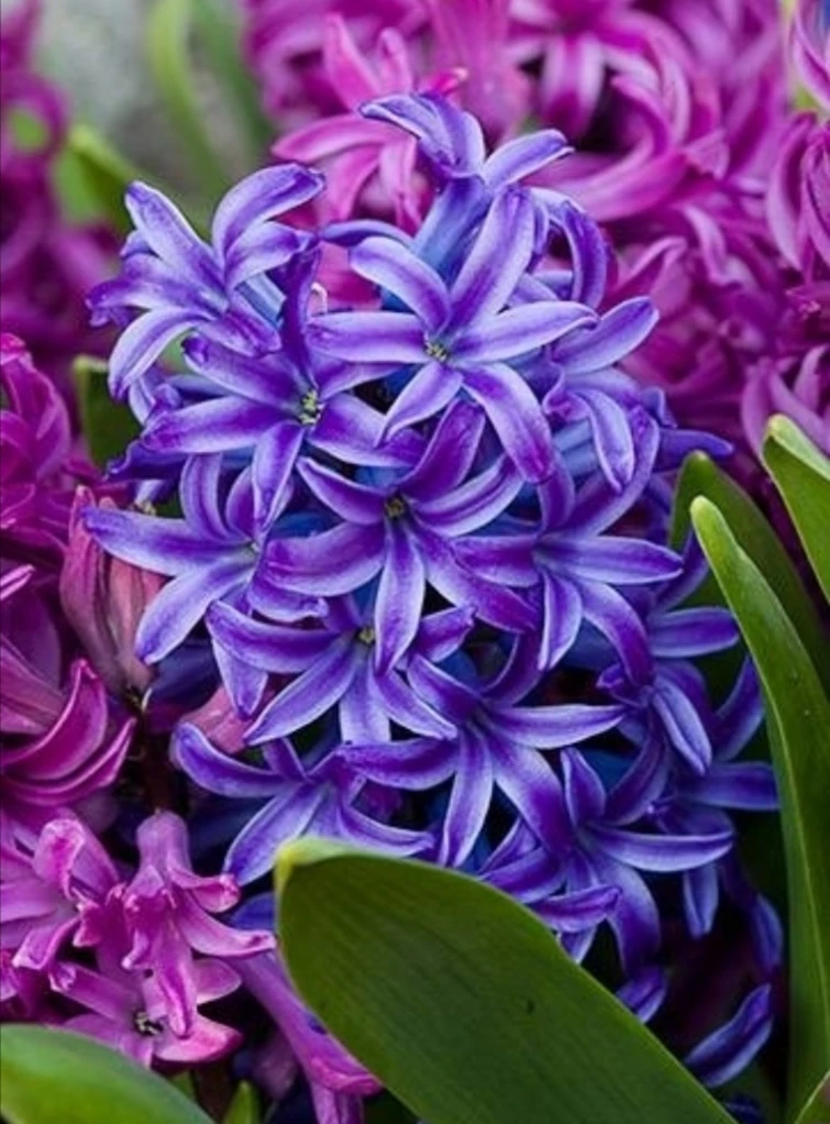 7) Hyacinthus' myths | Fandom