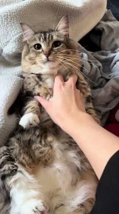 I swear my older sister is a psychopath/hj | Fandom