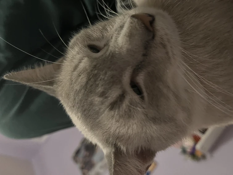 My cat rizz | Fandom